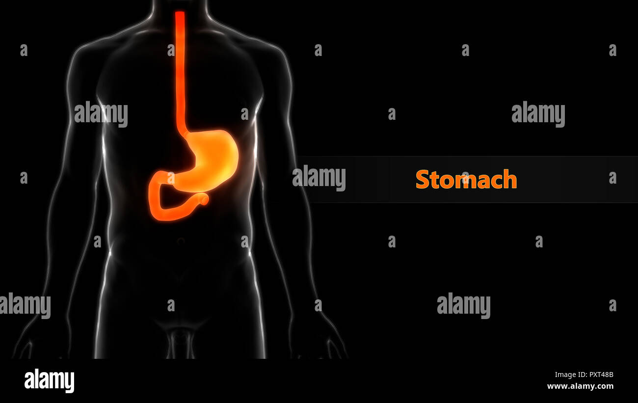Human Digestive System Stomach Anatomy Stock Photo - Alamy