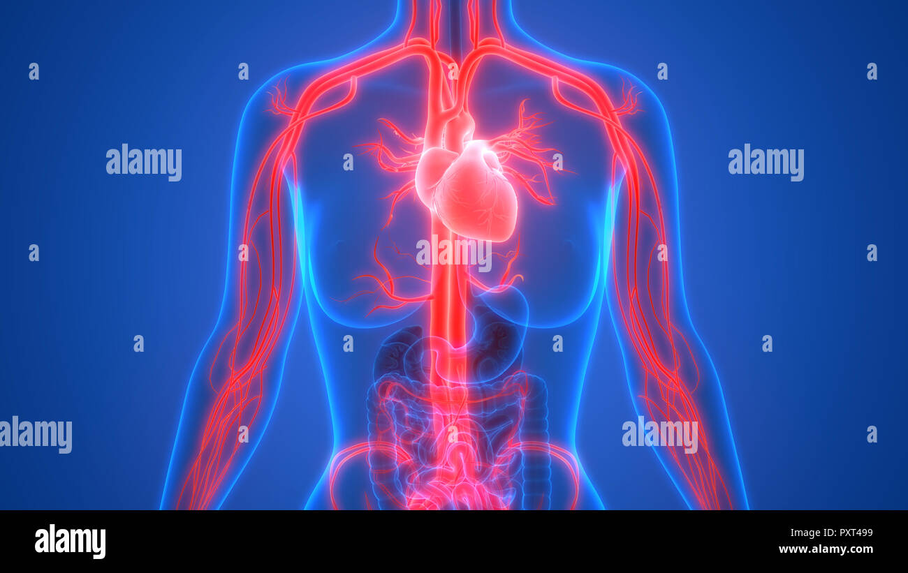 Human Circulatory System Anatomy Stock Photo - Alamy