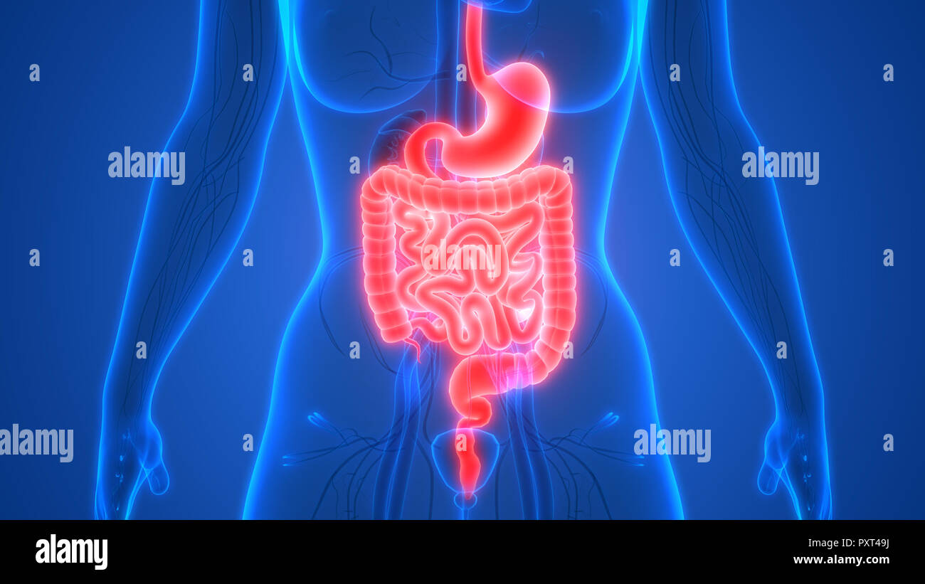Human Digestive System Anatomy Stock Photo - Alamy