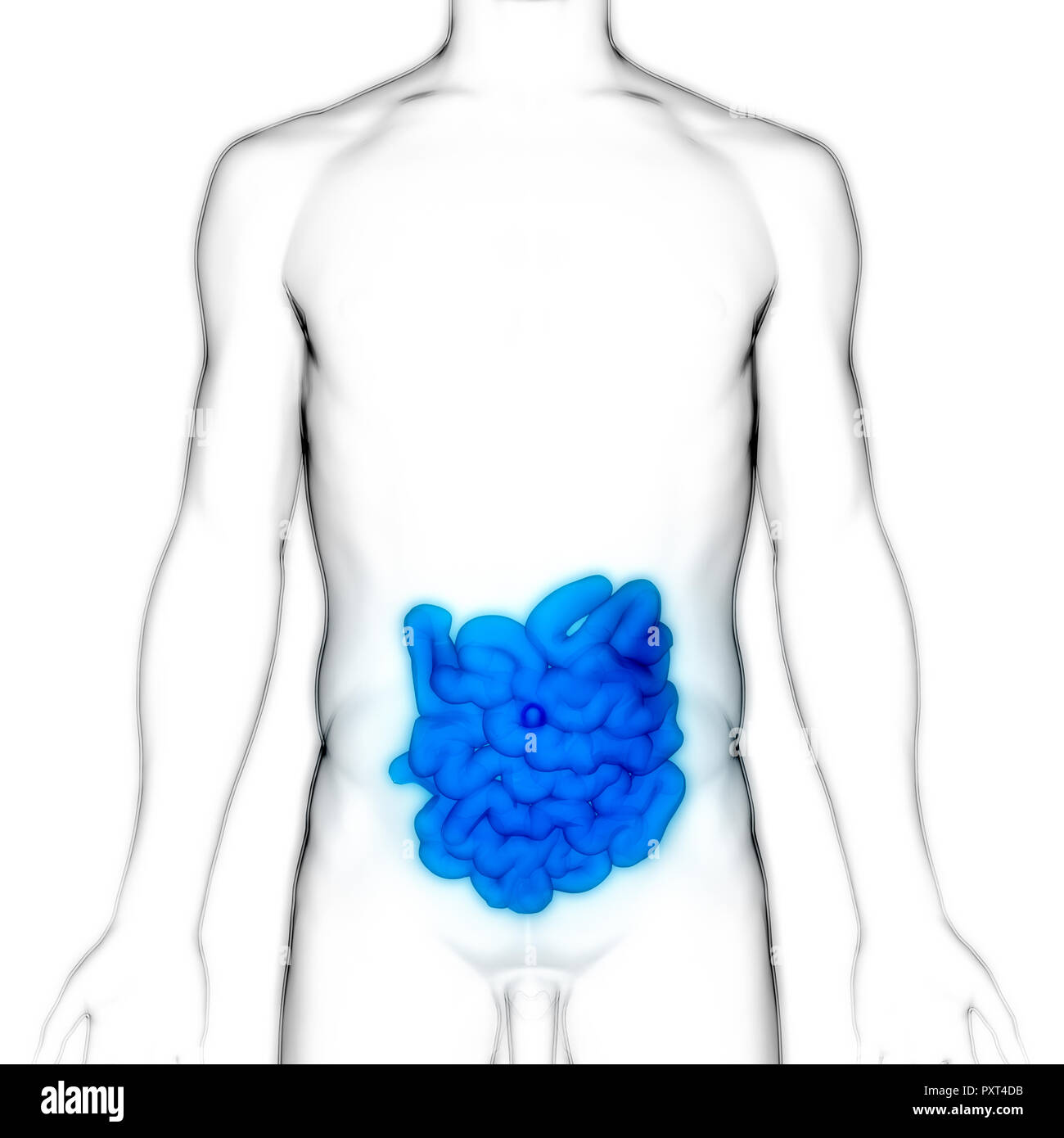 Human Digestive System Small Intestine Anatomy Stock Photo - Alamy