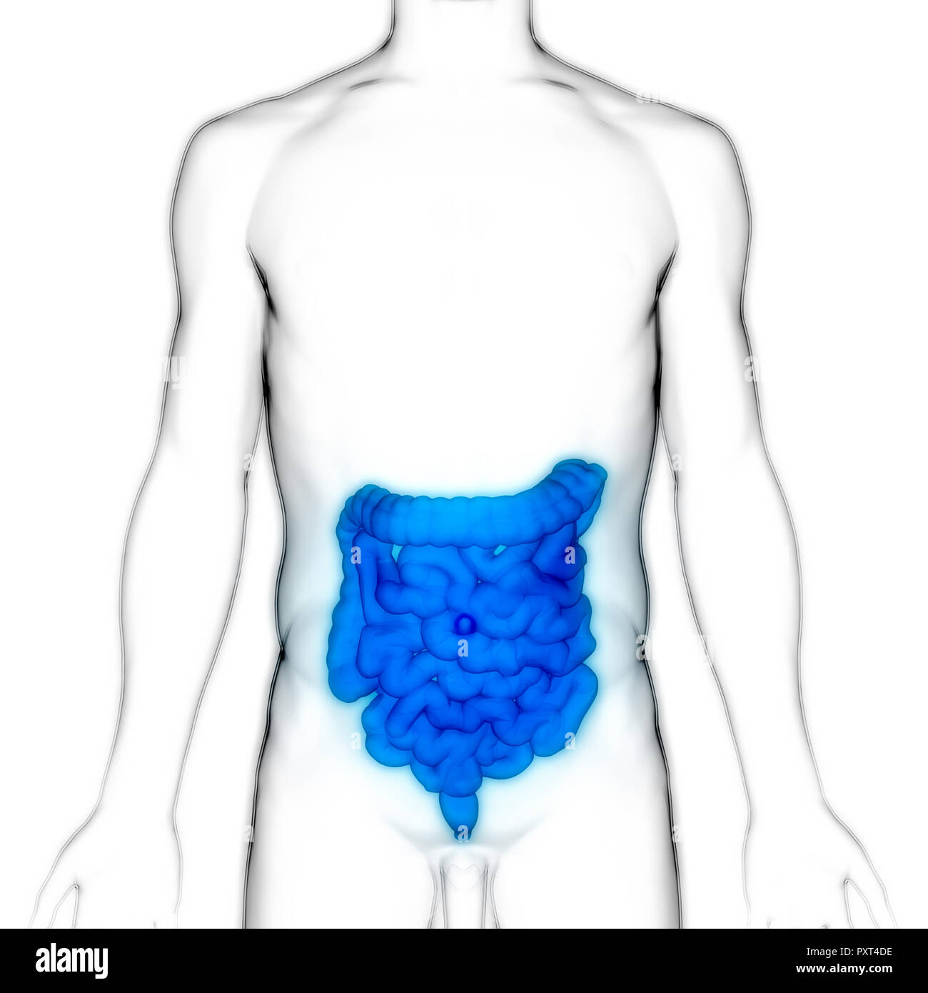 Human Digestive System Large and Small Intestine Anatomy Stock Photo ...
