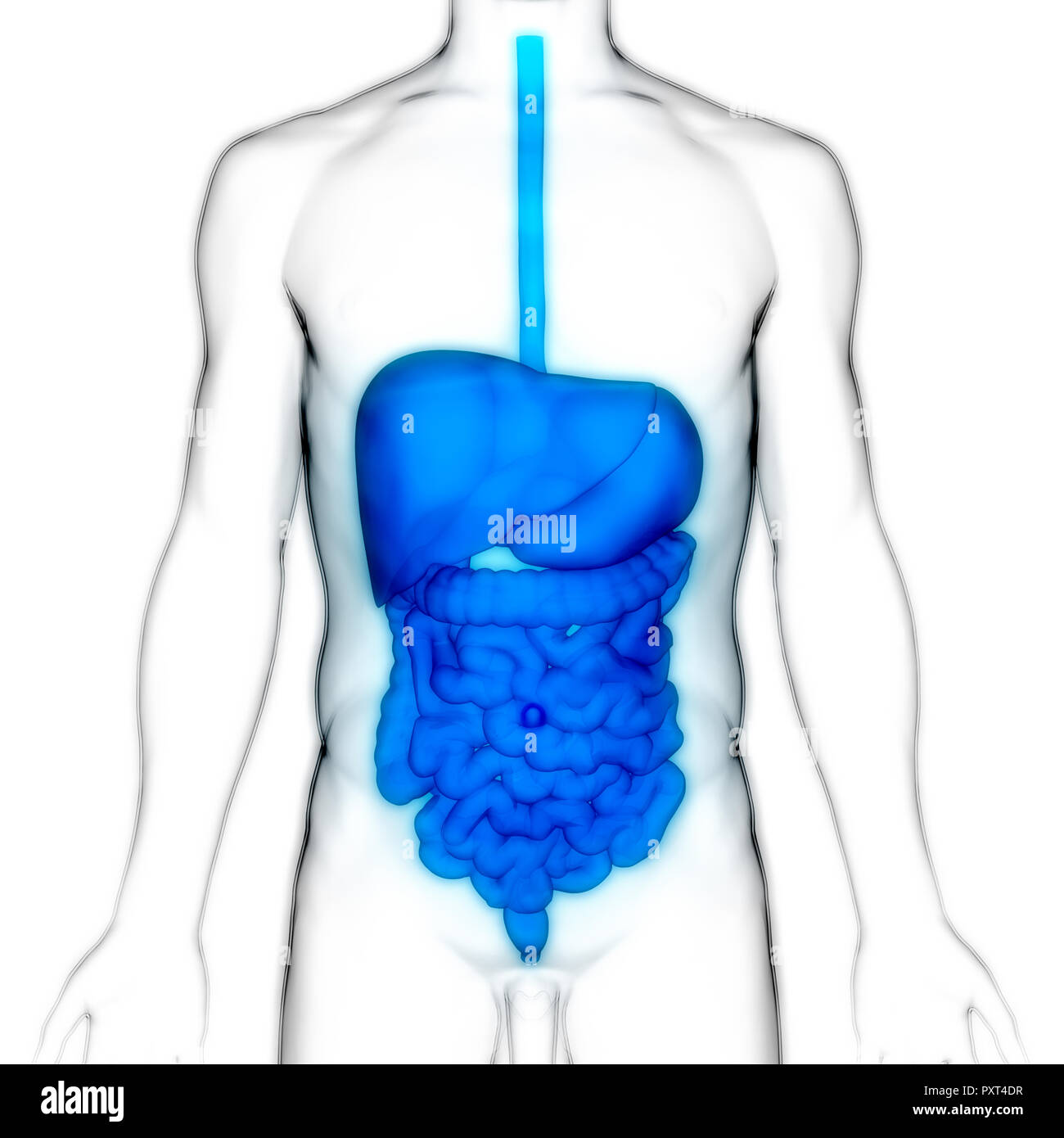 Human Digestive System Anatomy Stock Photo - Alamy