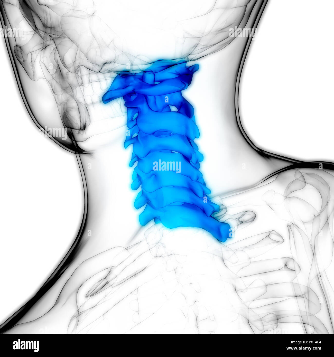 Human Skeleton System Vertebral Column Cervical Vertebrae Anatomy Stock ...