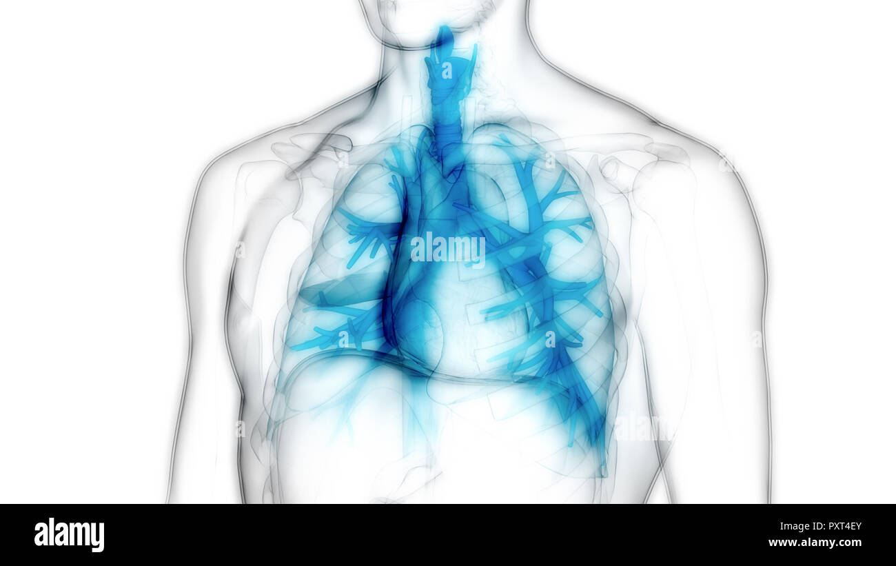 Human Respiratory System Lungs Anatomy Stock Photo - Alamy
