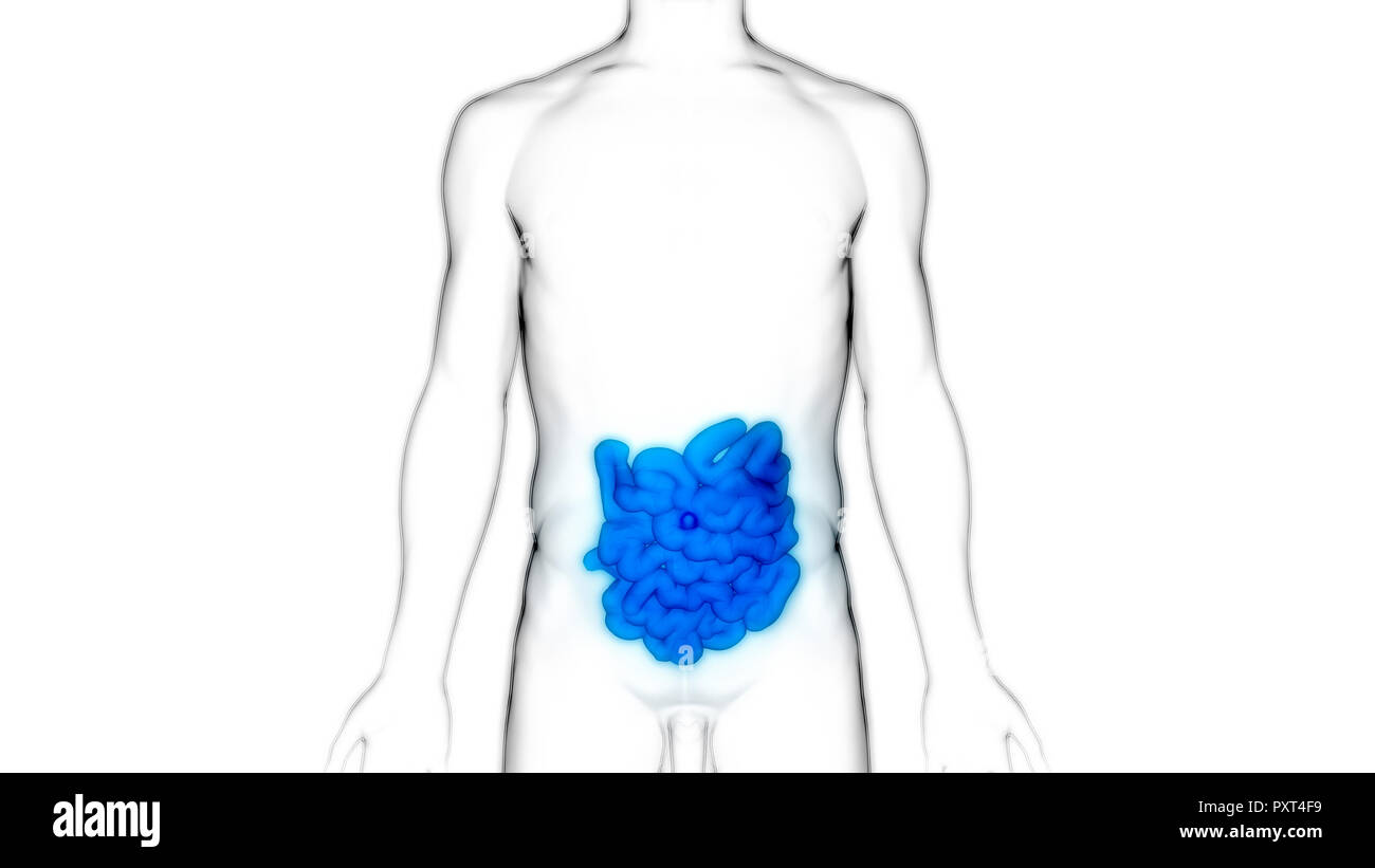 Human Digestive System Small Intestine Anatomy Stock Photo - Alamy