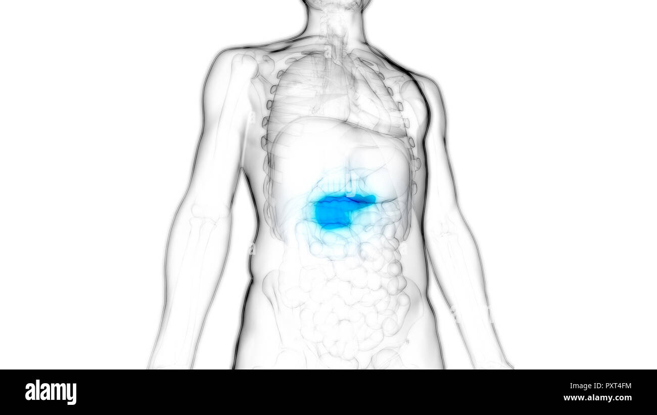 Human Body Internal Organs Pancreas Anatomy Stock Photo - Alamy