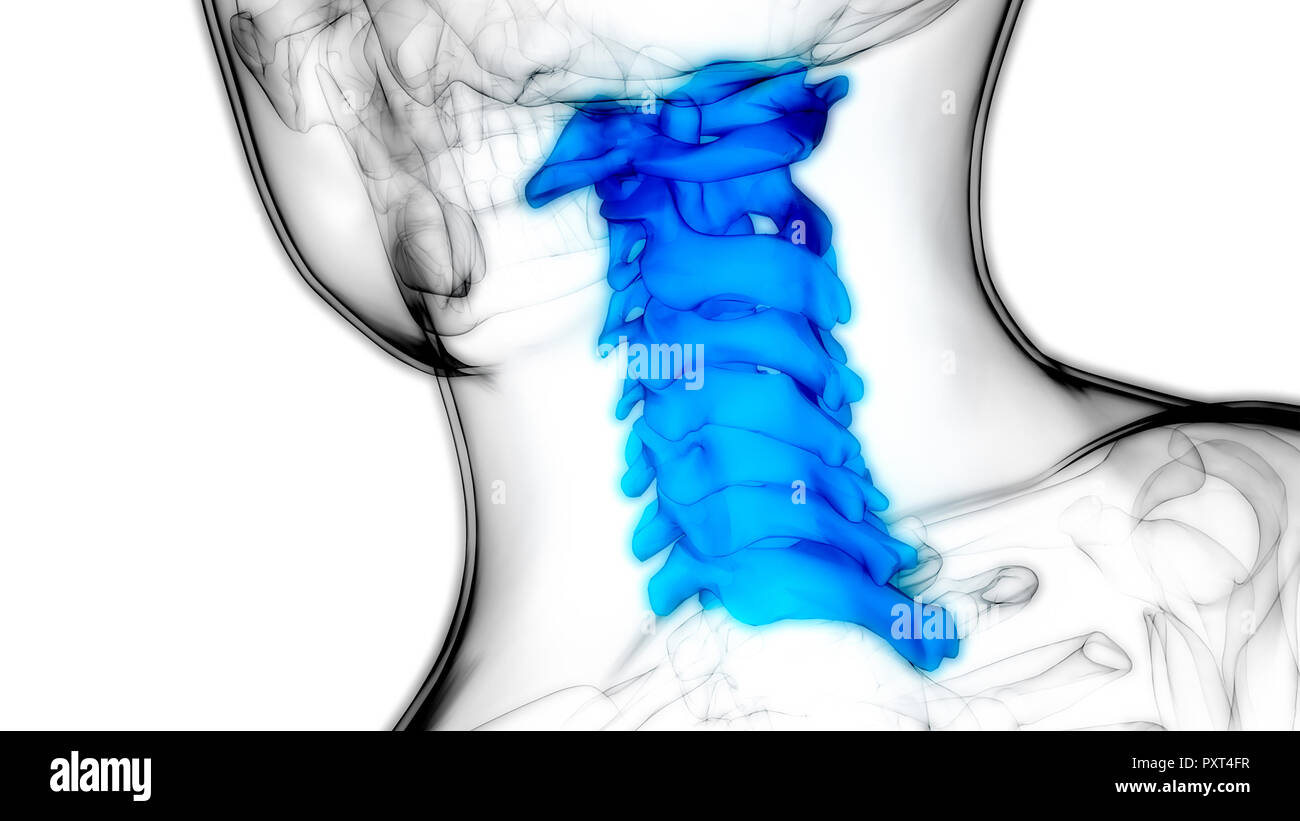 Human Skeleton System Vertebral Column Cervical Vertebrae Anatomy Stock ...