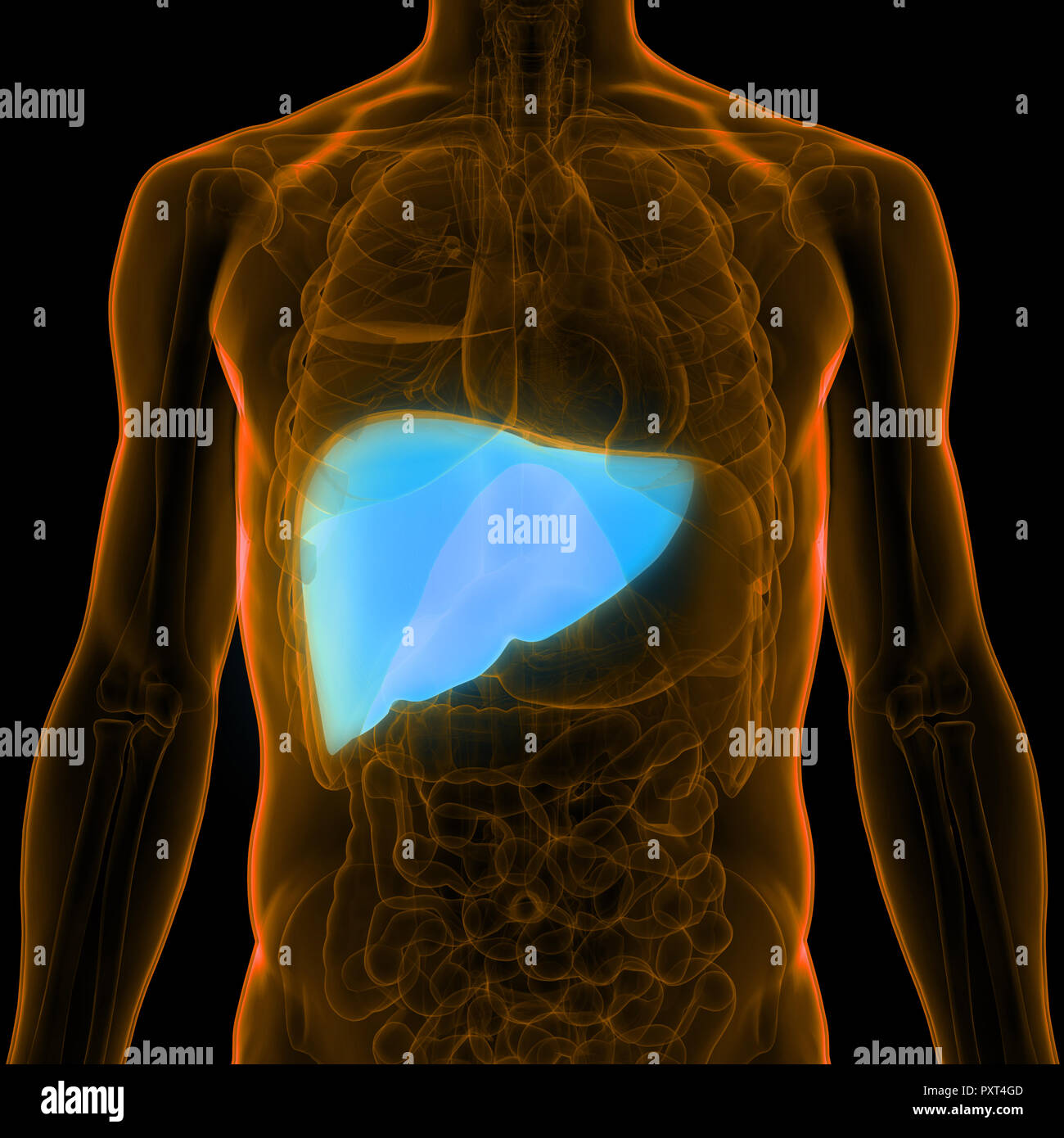 Human Liver Anatomy Stock Photo - Alamy