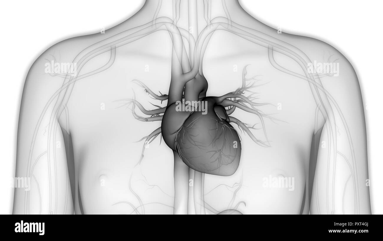 Cardiac Muscle Black and White Stock Photos & Images - Alamy