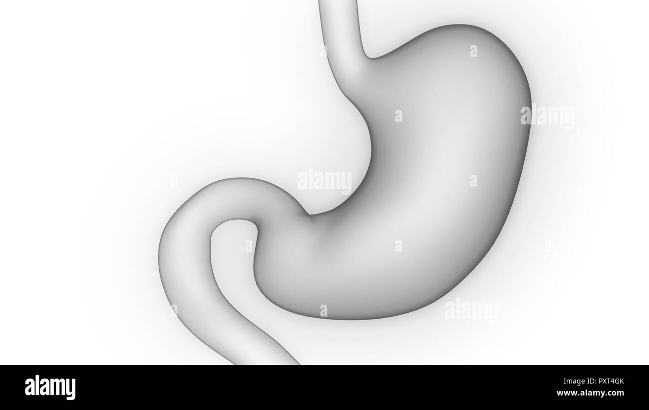 Human Digestive System Stomach Anatomy Stock Photo - Alamy