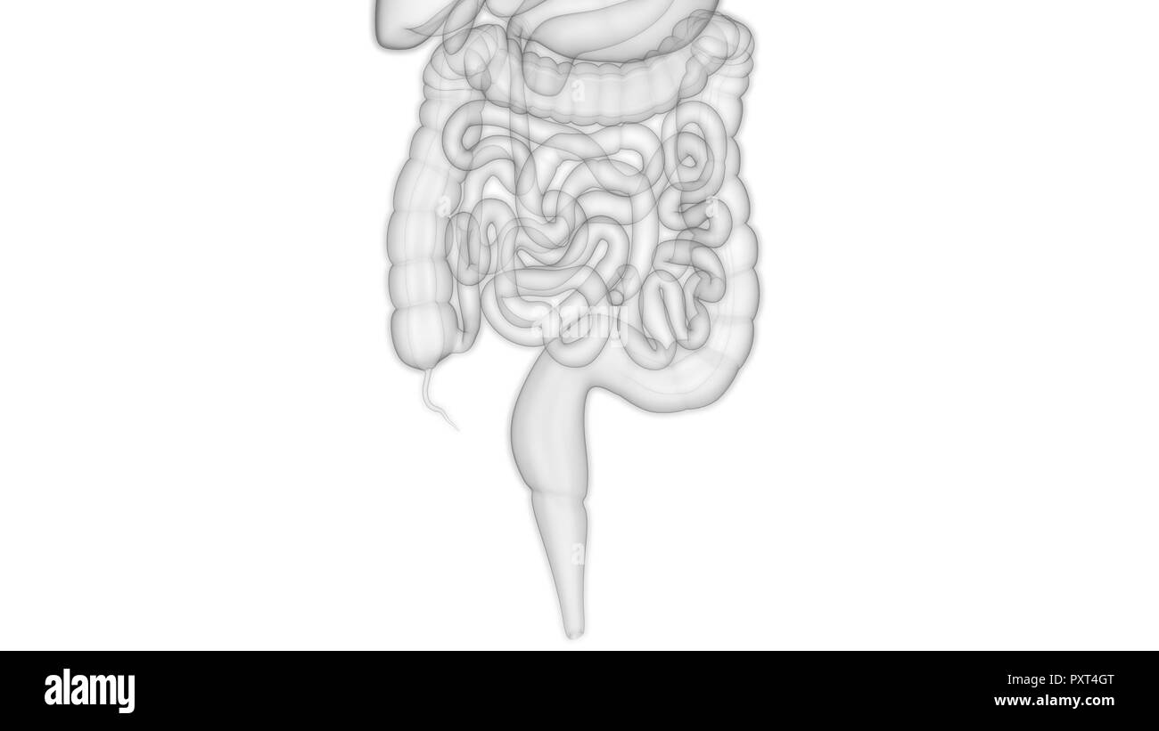 Human Digestive System Large and Small Intestine Anatomy Stock Photo ...