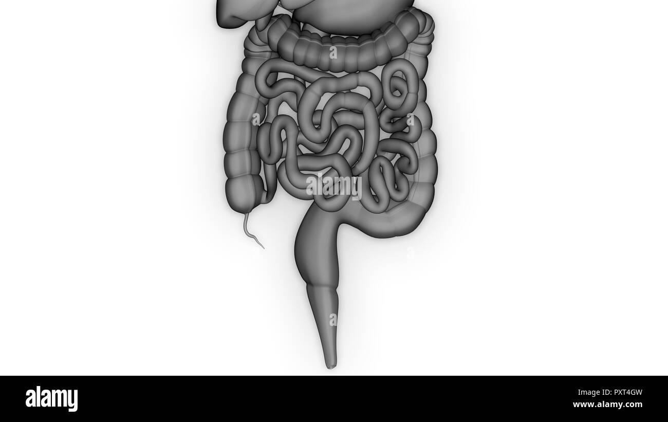 Small large intestine illustration Black and White Stock Photos ...