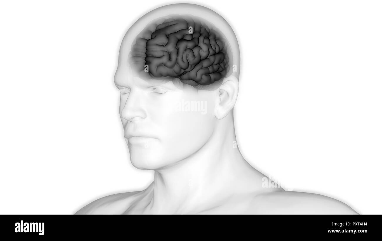 Human Brain Anatomy Stock Photo - Alamy