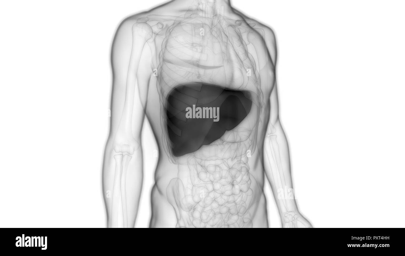 Gastric anatomy Black and White Stock Photos & Images - Alamy