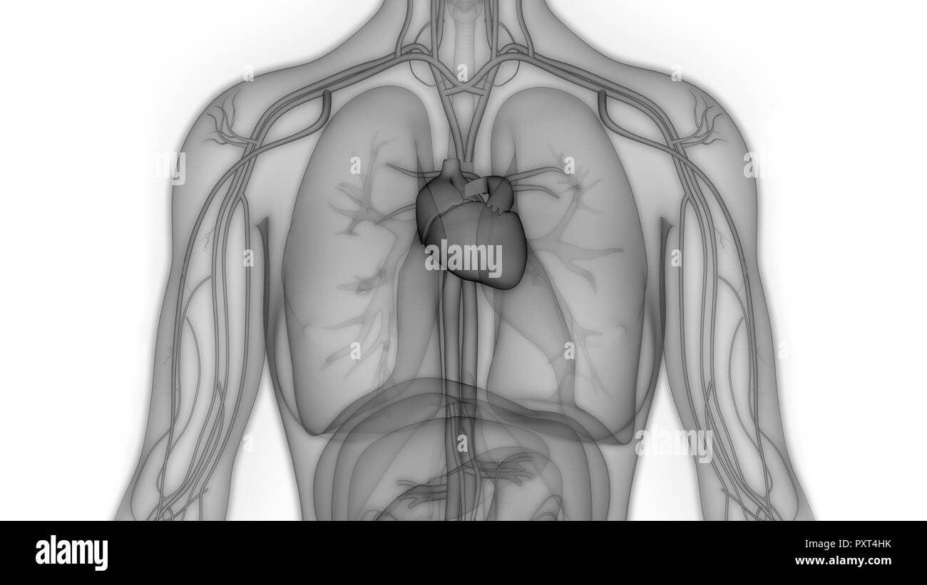 Circulatory System Diagram Labeled Black And White