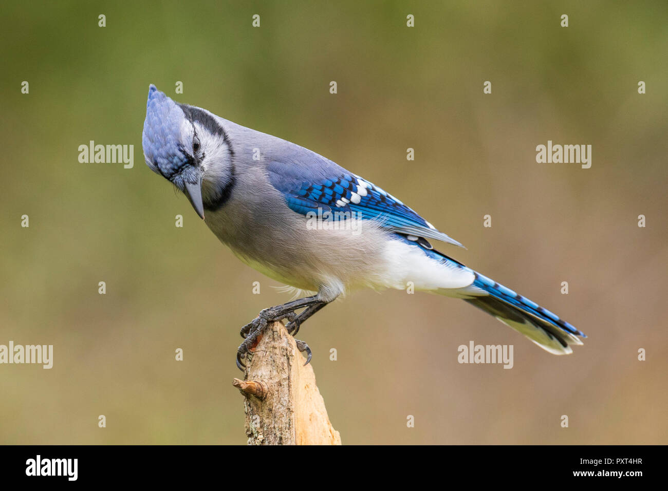 Kanata canada hi-res stock photography and images - Alamy