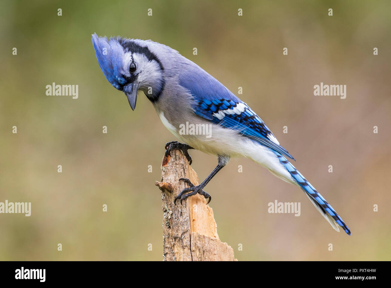Dead Blue Jay High Resolution Stock Photography and Images - Alamy
