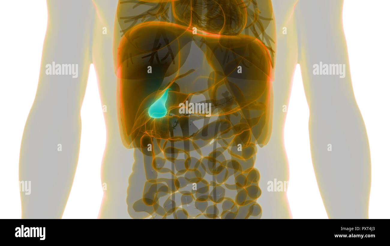 Human Internal Organs Gallbladder Anatomy Stock Photo - Alamy
