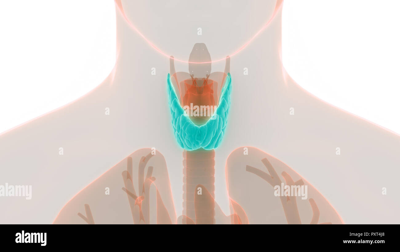 Human Body Glands Thyroid Gland Anatomy Stock Photo - Alamy