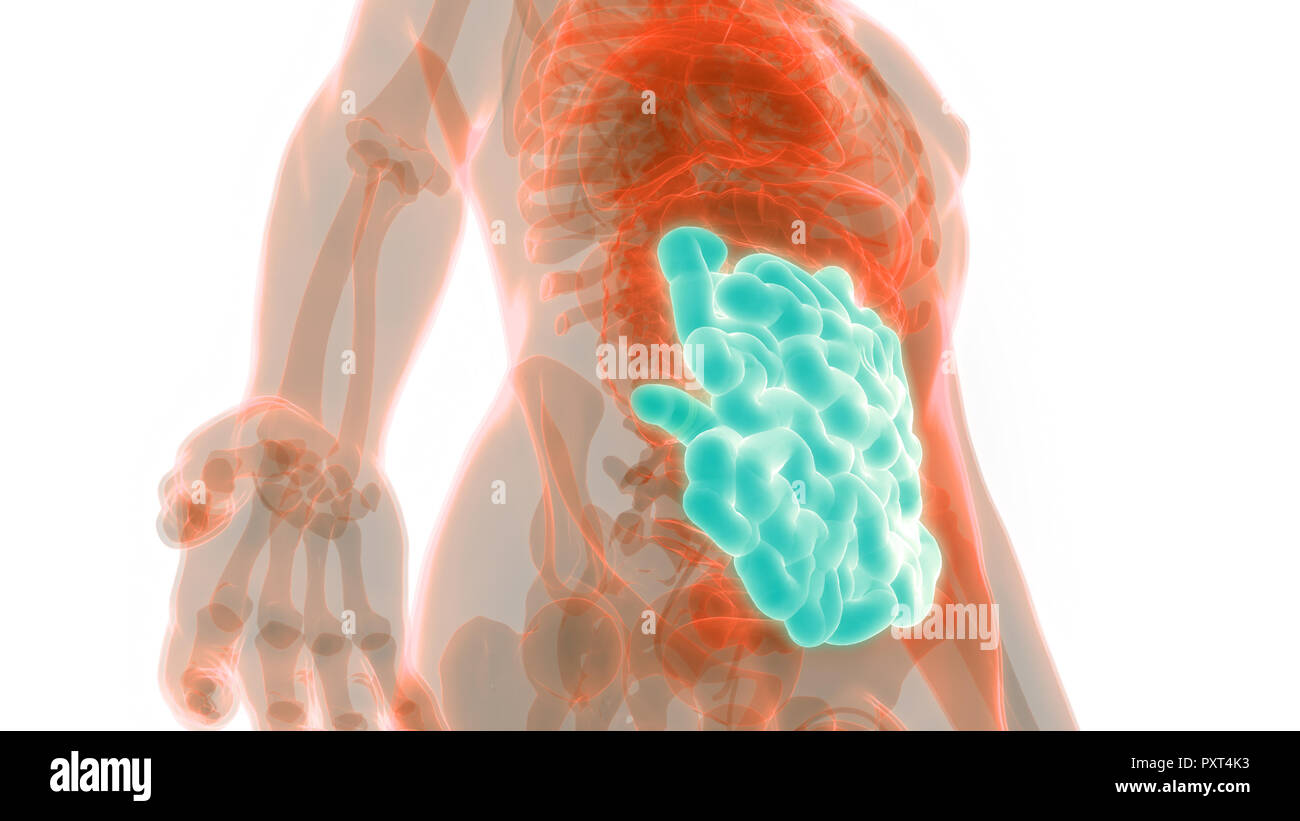 Human Digestive System Small Intestine Anatomy Stock Photo - Alamy