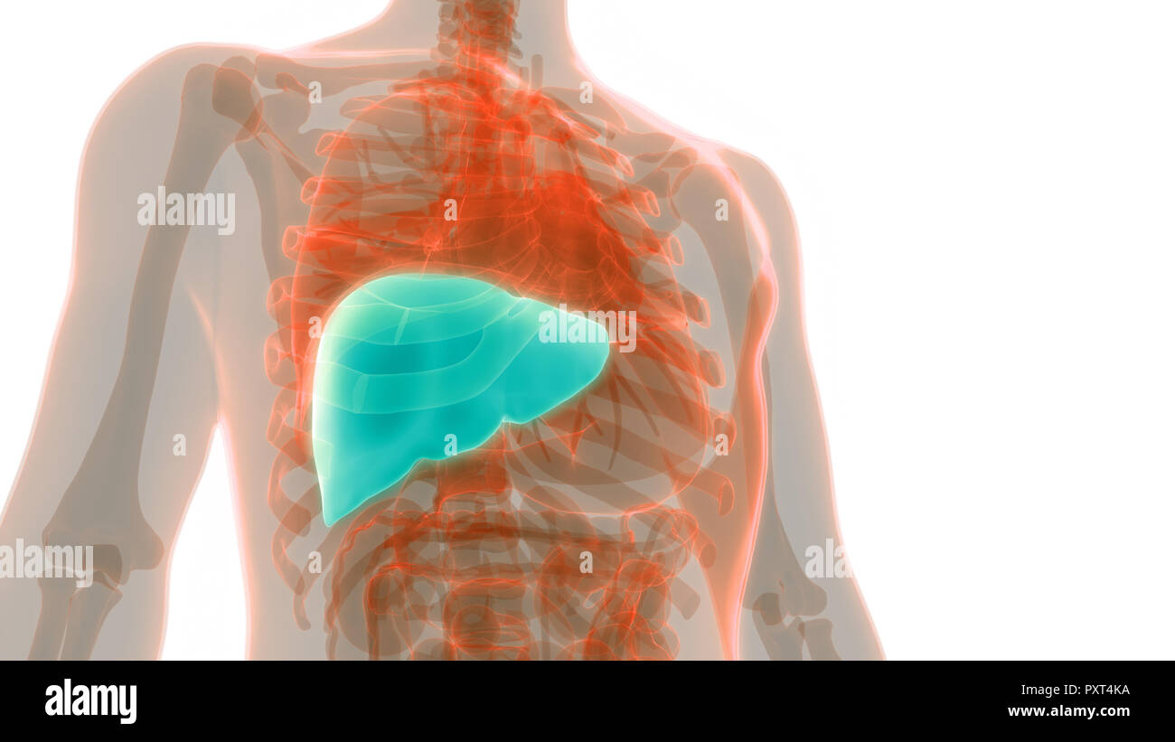 Human Liver Anatomy Stock Photo - Alamy