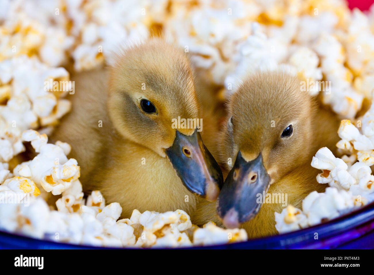 Baby chick popcorn hi-res stock photography and images - Alamy