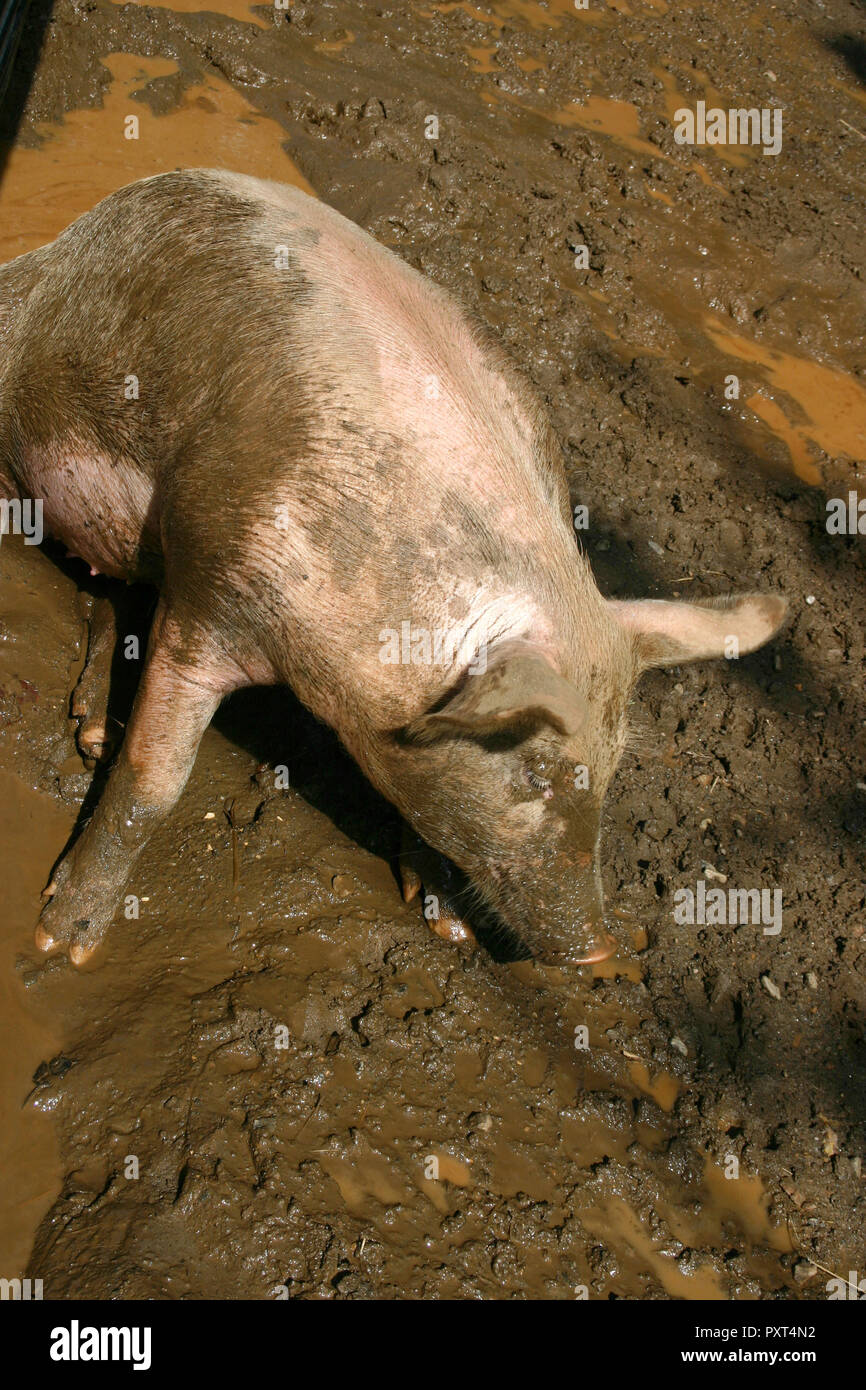 Grimy hog hi-res stock photography and images - Alamy