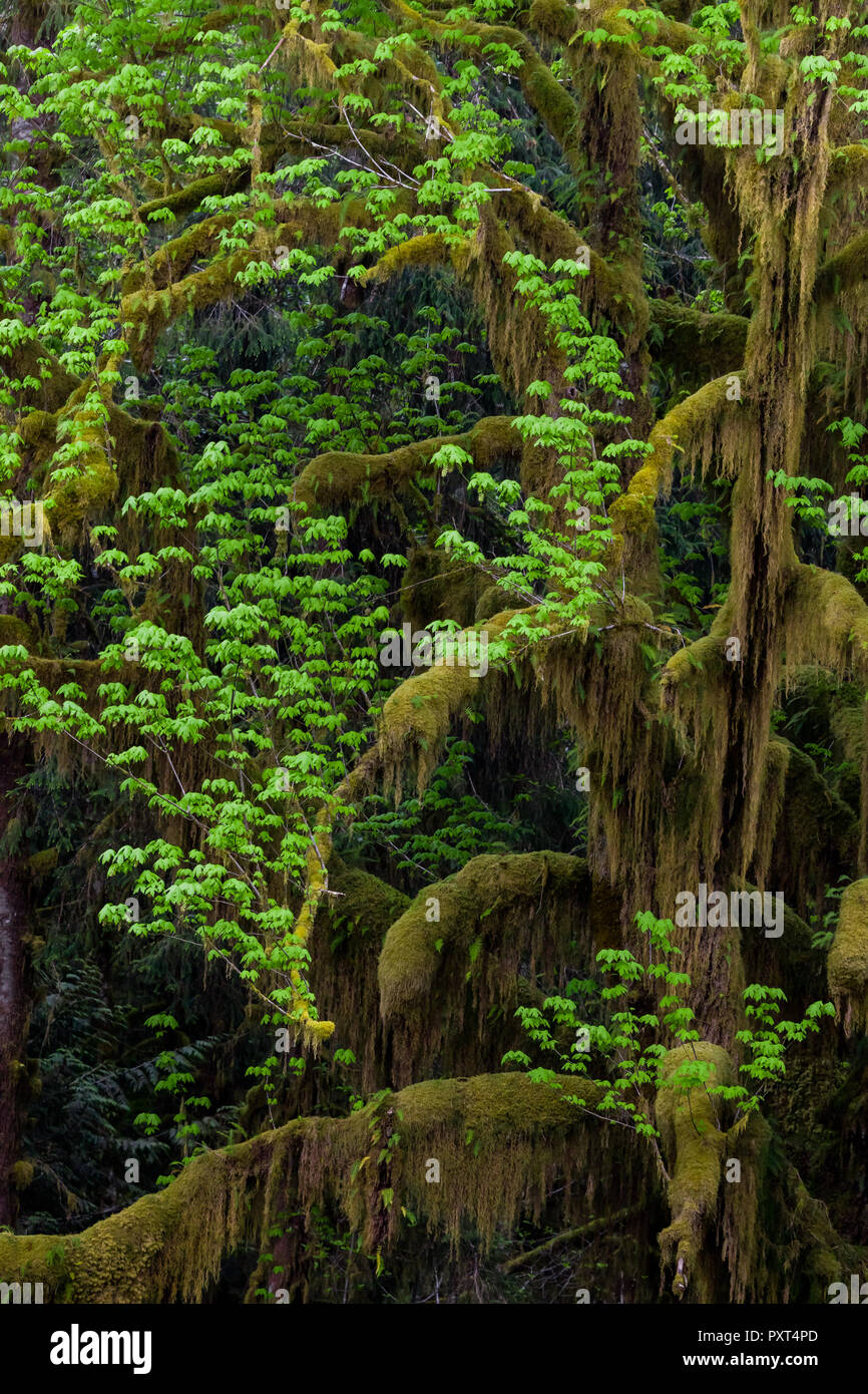 Tree with hanging moss and vine maple intertwined in rainforest Stock ...