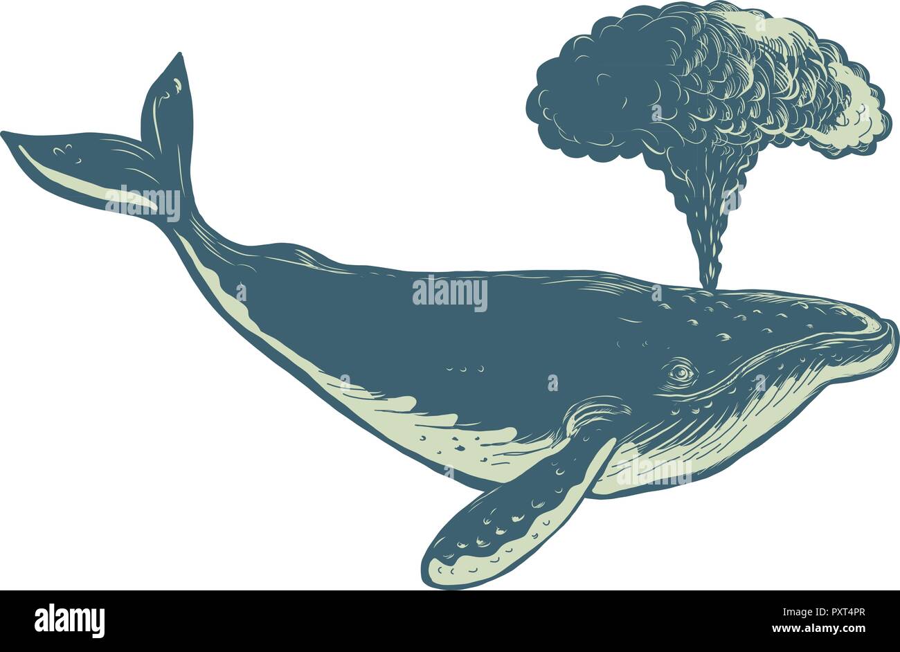 Scratchboard style illustration of A humpback whale blowing water thru ...