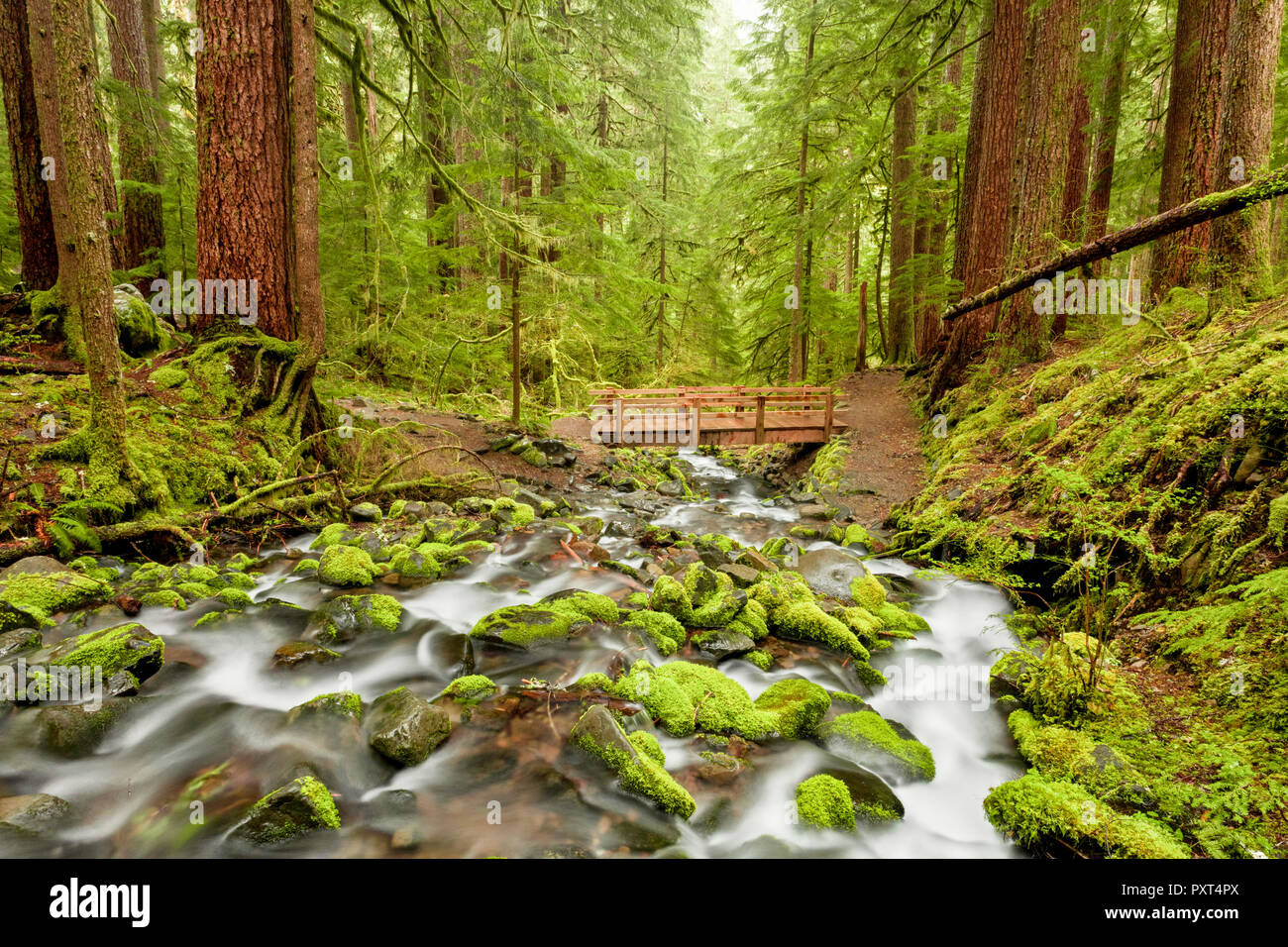 The trail and bridge to Sol Duc Falls, Olympic National Park ...