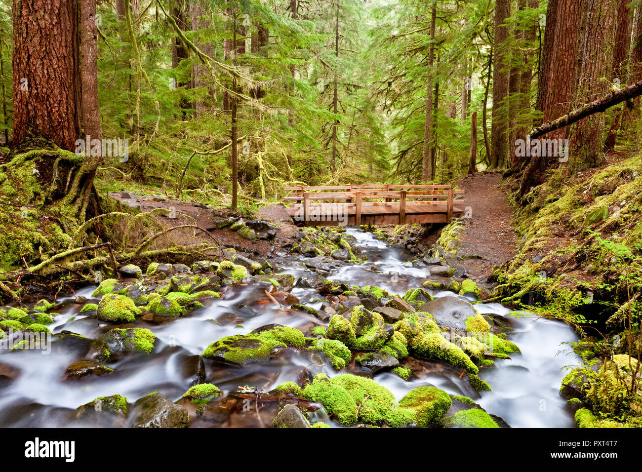 The trail and bridge to Sol Duc Falls, Olympic National Park ...