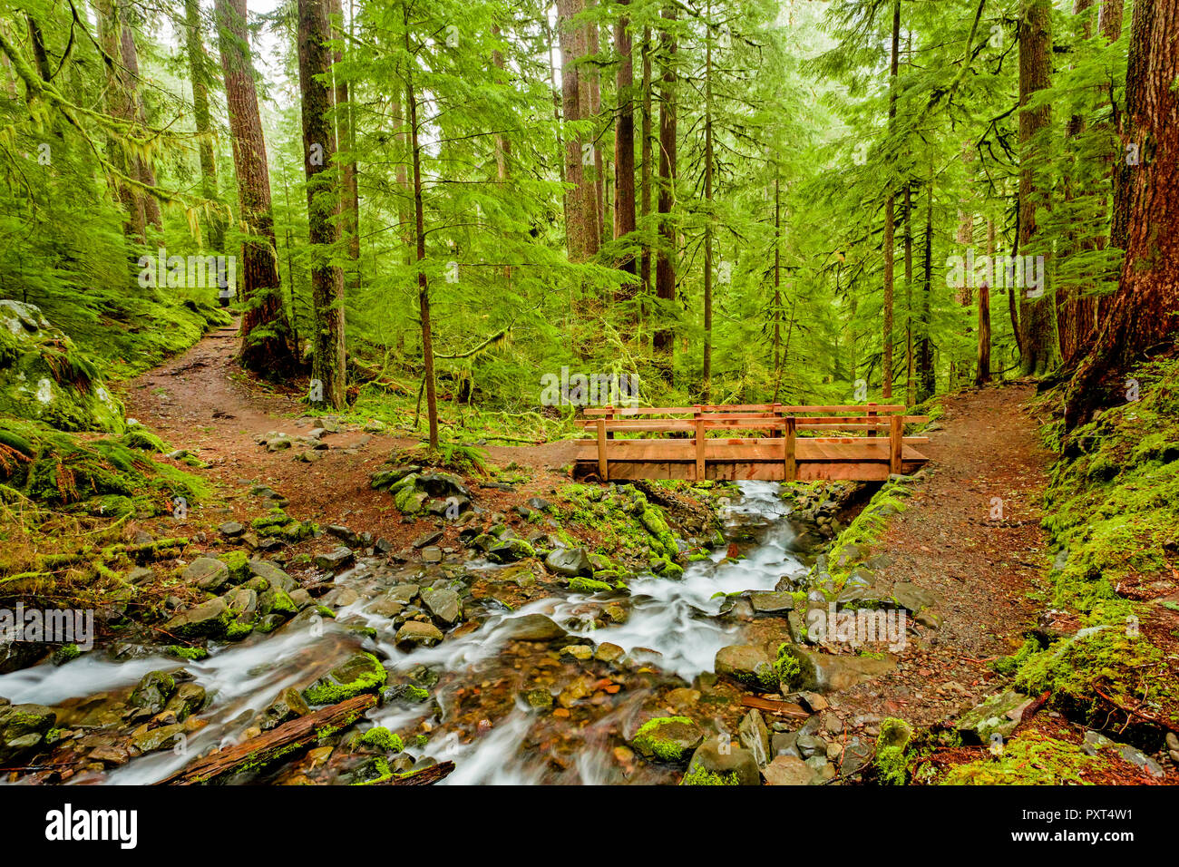 The trail and bridge to Sol Duc Falls, Olympic National Park ...
