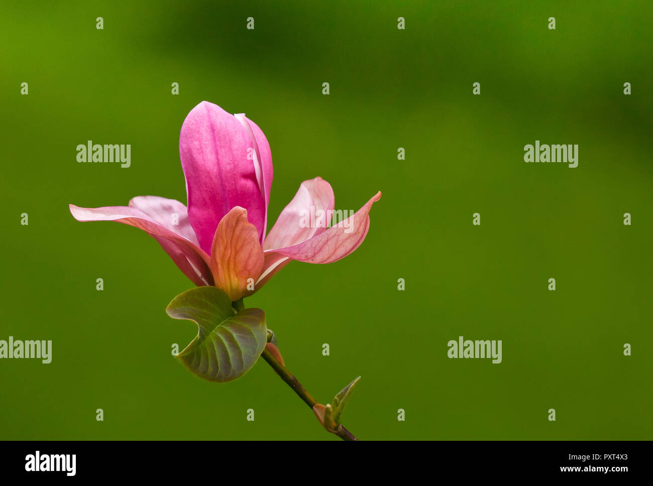Single pink magnolia flower blooming in the Olympic National Park and ...