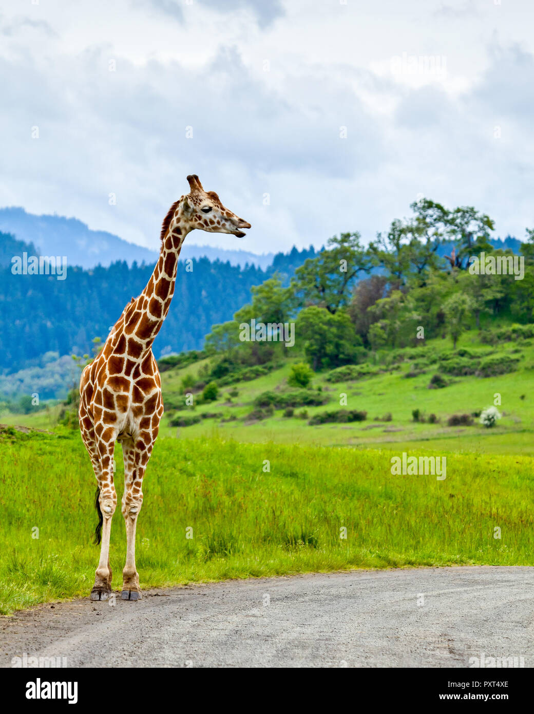 Giraffe side by side hi-res stock photography and images - Alamy