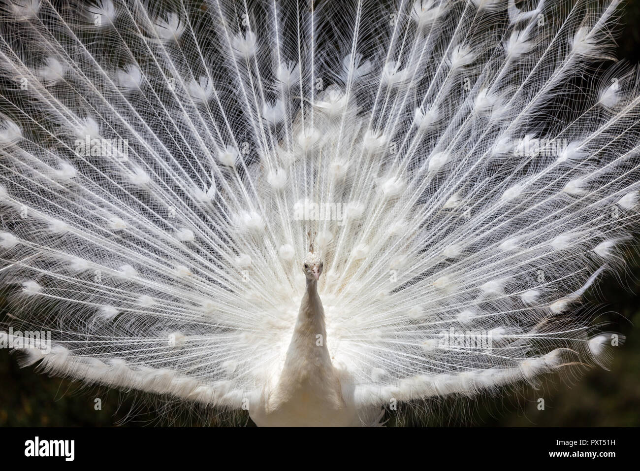 A white leucistic peacock with fanned feathers on display for mating ...