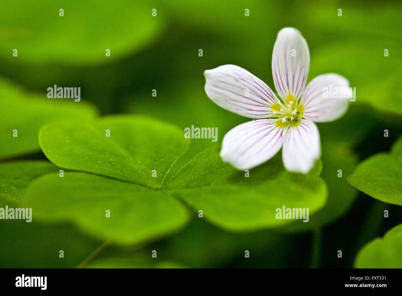 Wood sorrel plant hi-res stock photography and images - Alamy