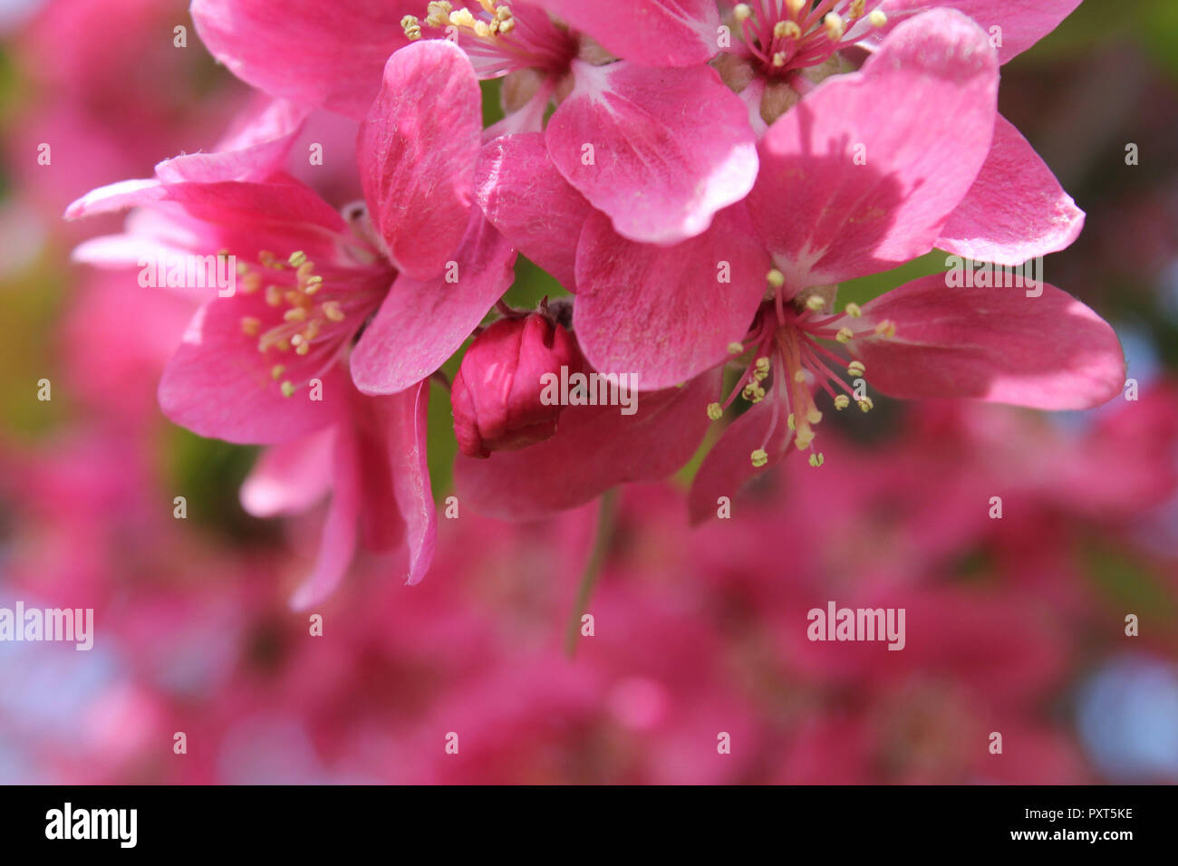 Pink flowers budding in spring Stock Photo - Alamy