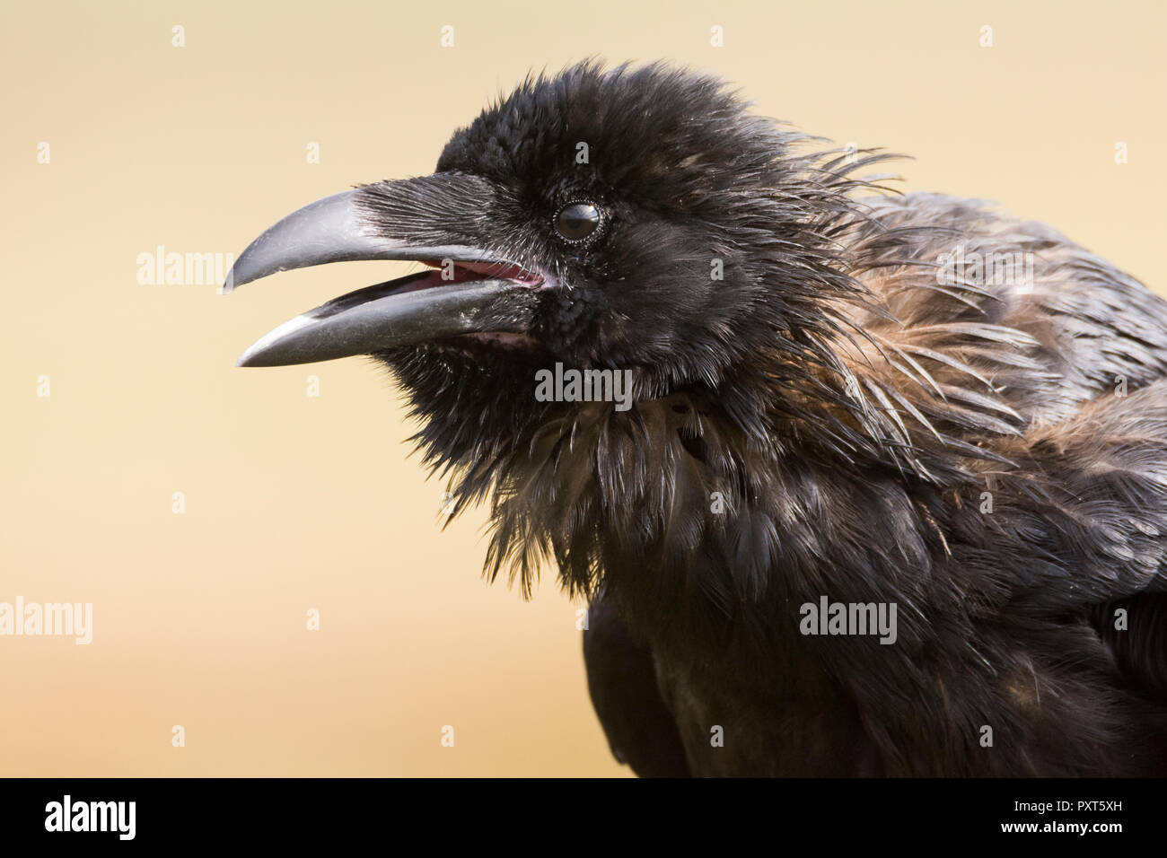 Common raven (Corvus corax), animal portrait, open beak, Highlands ...