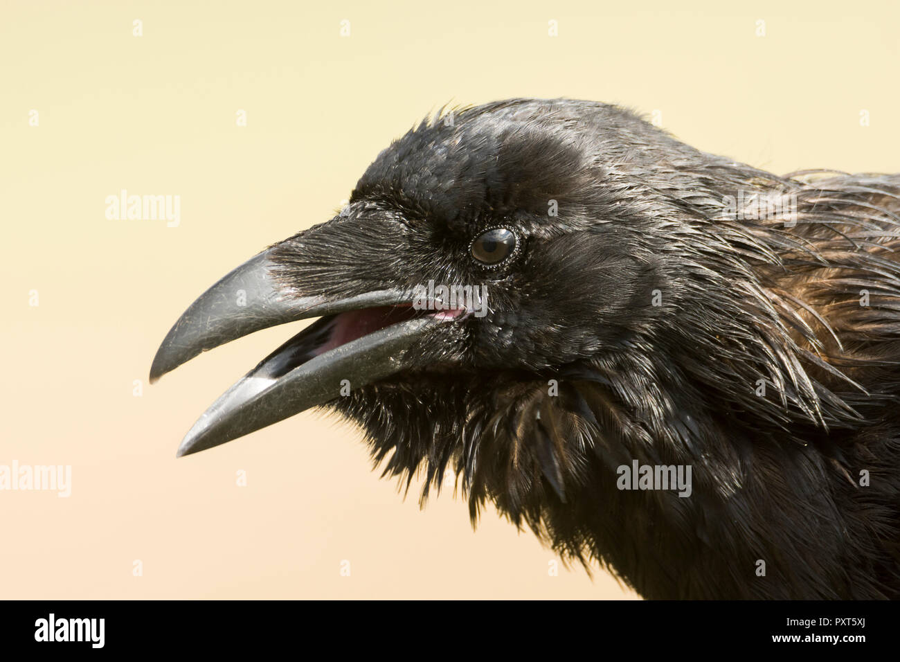 Common raven (Corvus corax), animal portrait, open beak, Highlands ...