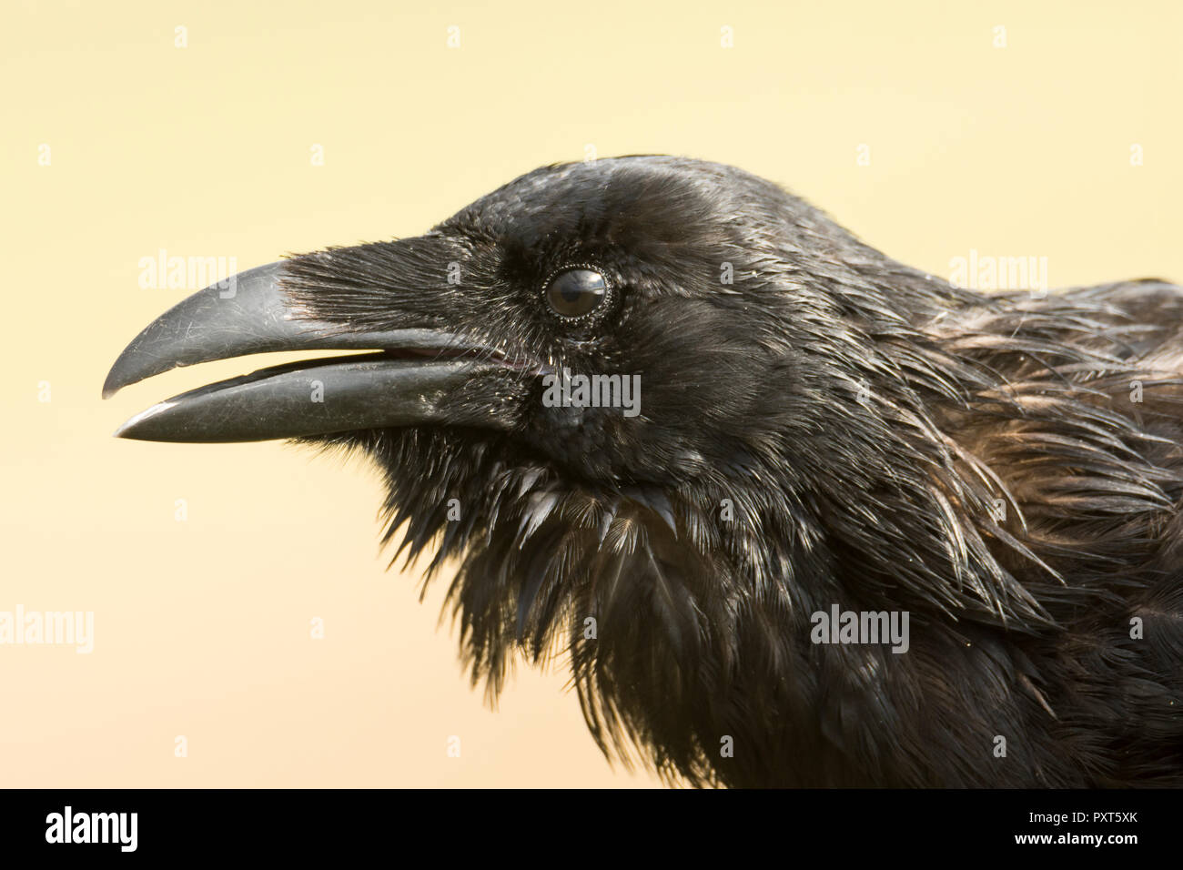Common raven (Corvus corax), animal portrait, open beak, Highlands ...