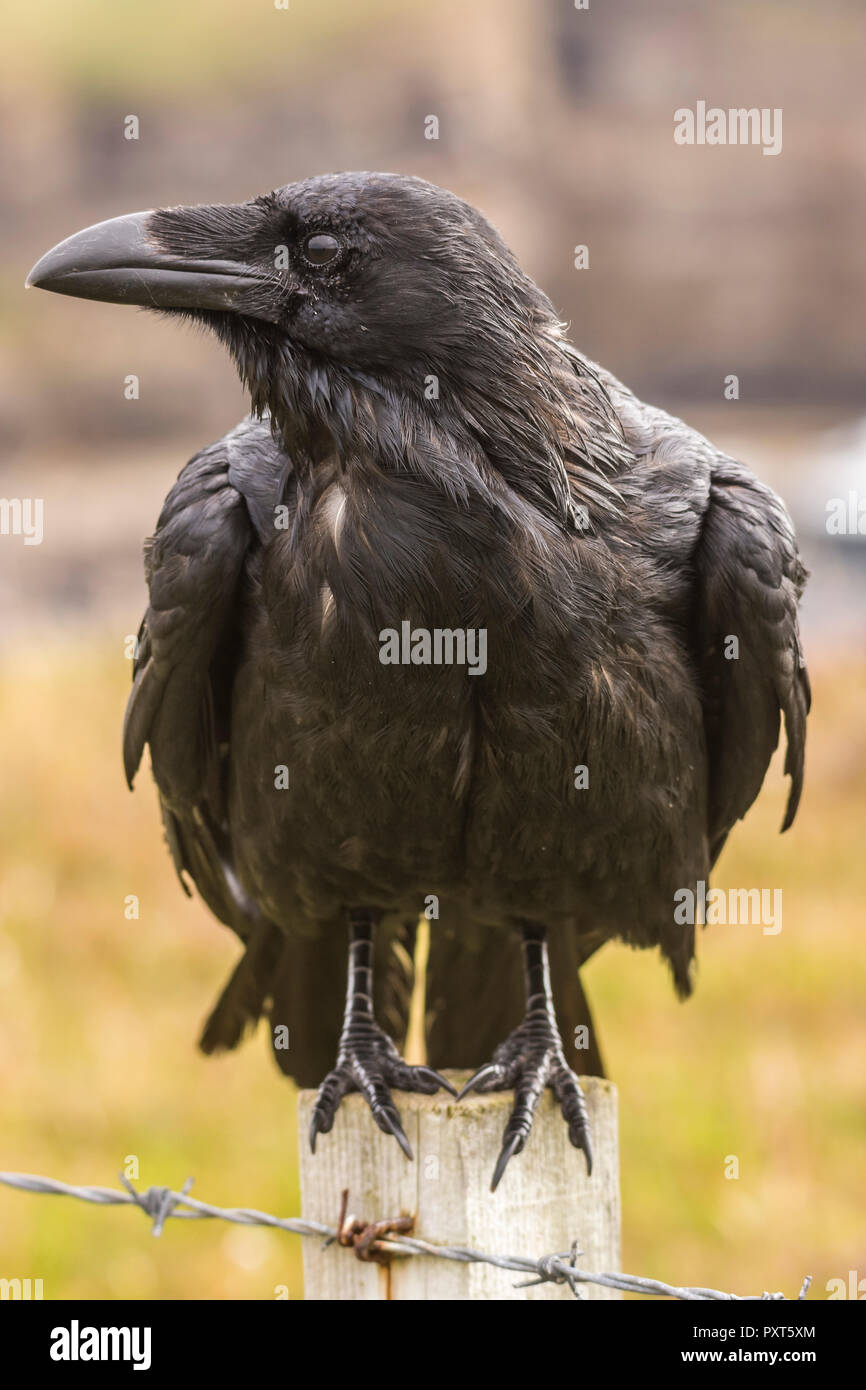 Raven fence hi-res stock photography and images - Alamy