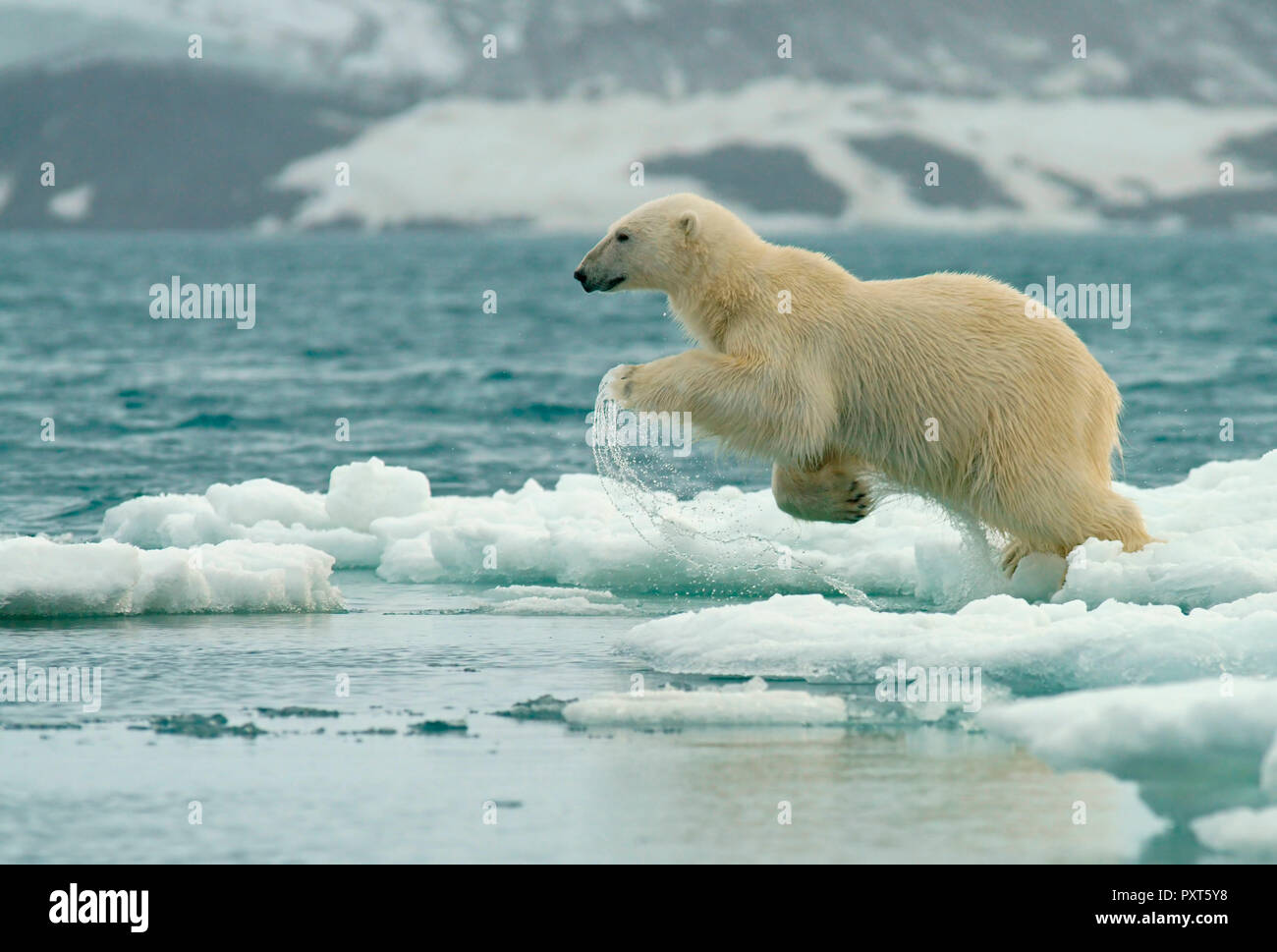 Polar bear jump hi-res stock photography and images - Alamy