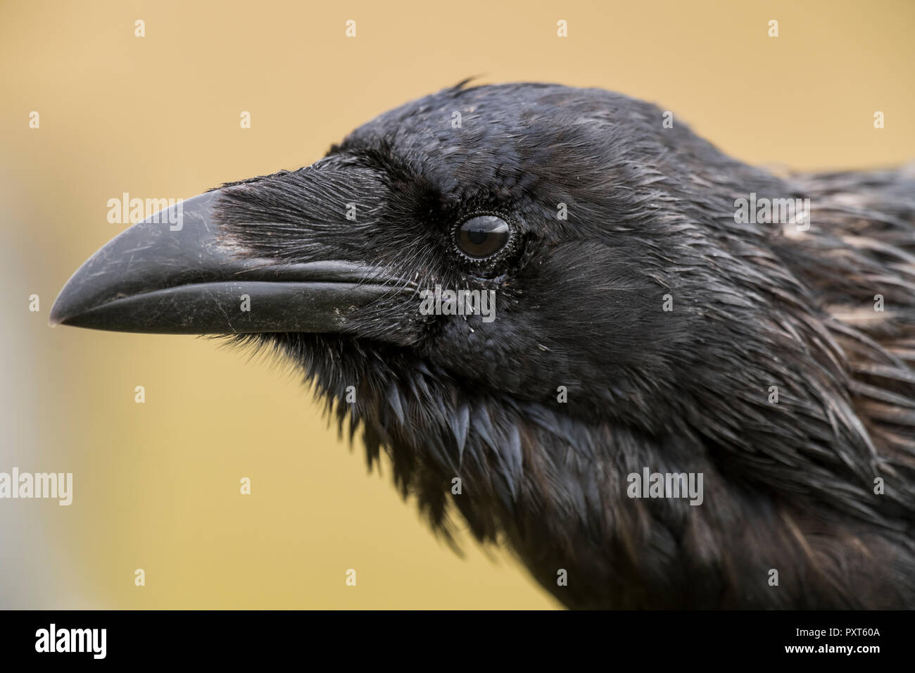 Common raven (Corvus corax), animal portrait, Highlands, Scotland ...