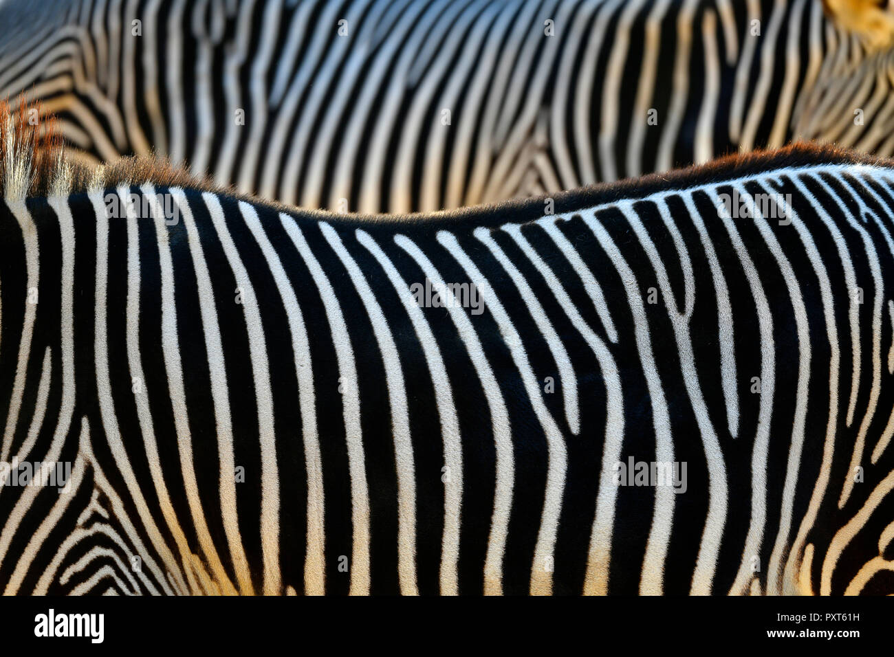 Fur pattern hi-res stock photography and images - Alamy