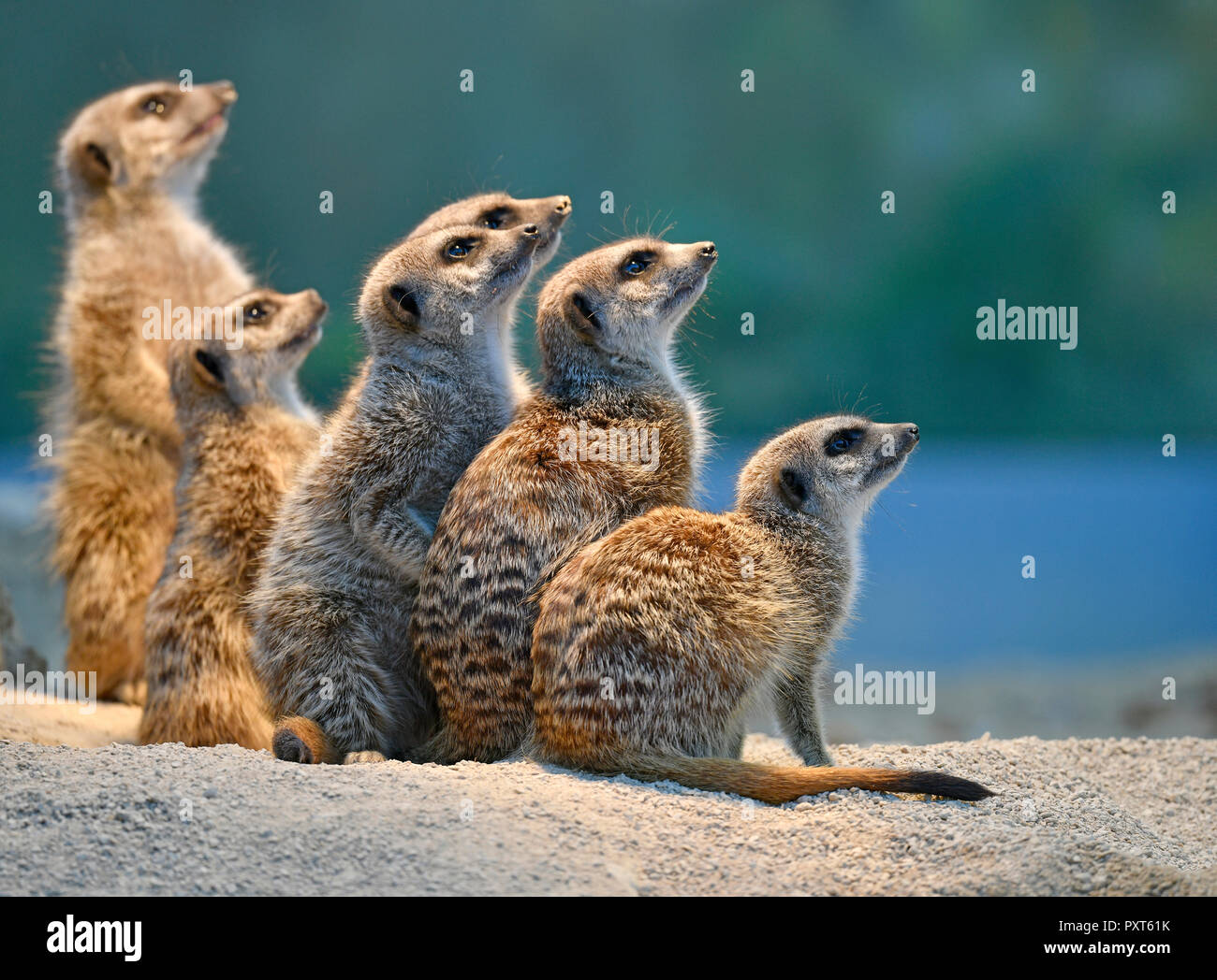 Group Meerkat (Suricata suricatta) with young animals, looking ...
