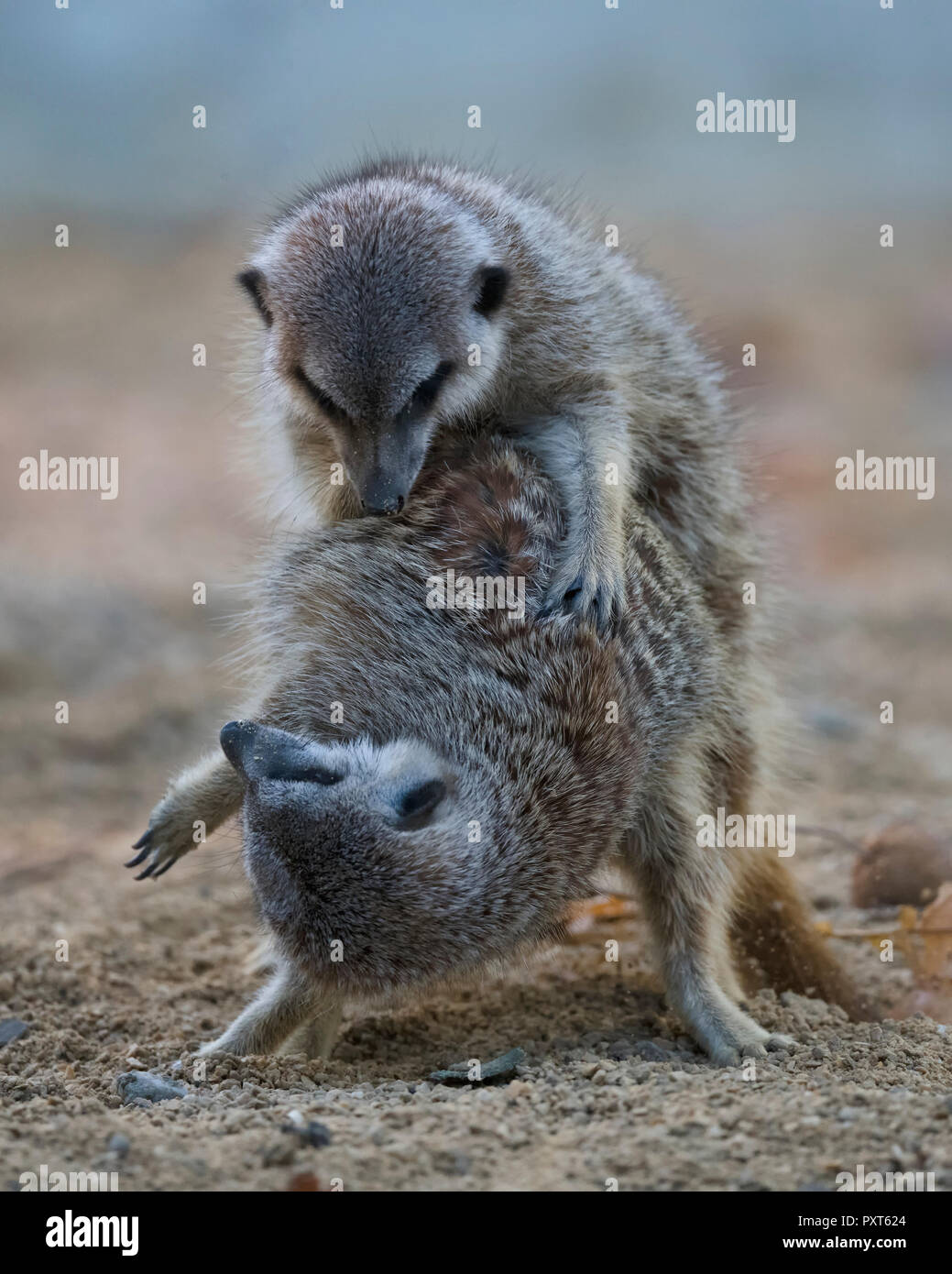 Meerkat play hi-res stock photography and images - Alamy