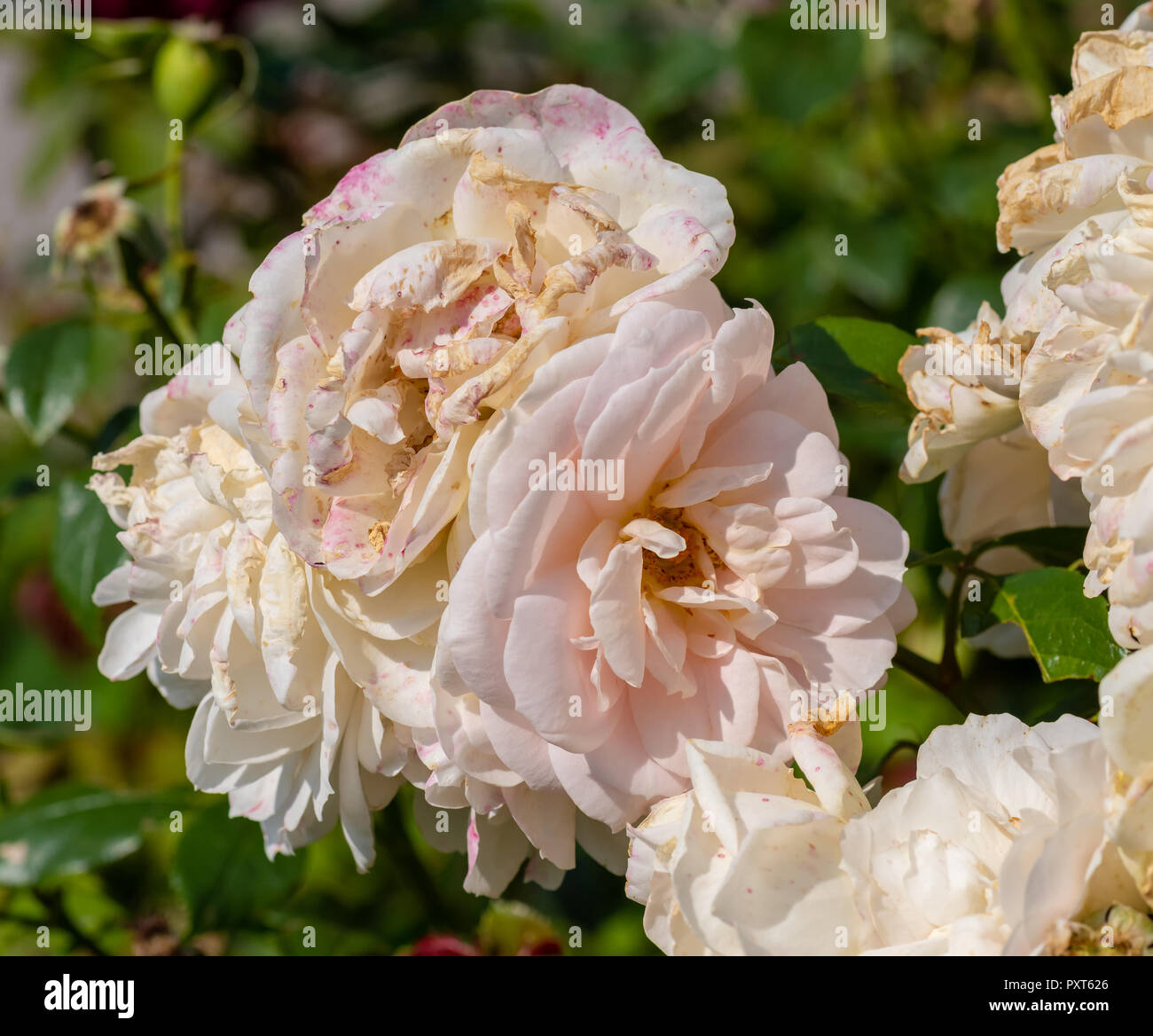 Color outdoor nature flower image of a fading lush bunch white pink ...