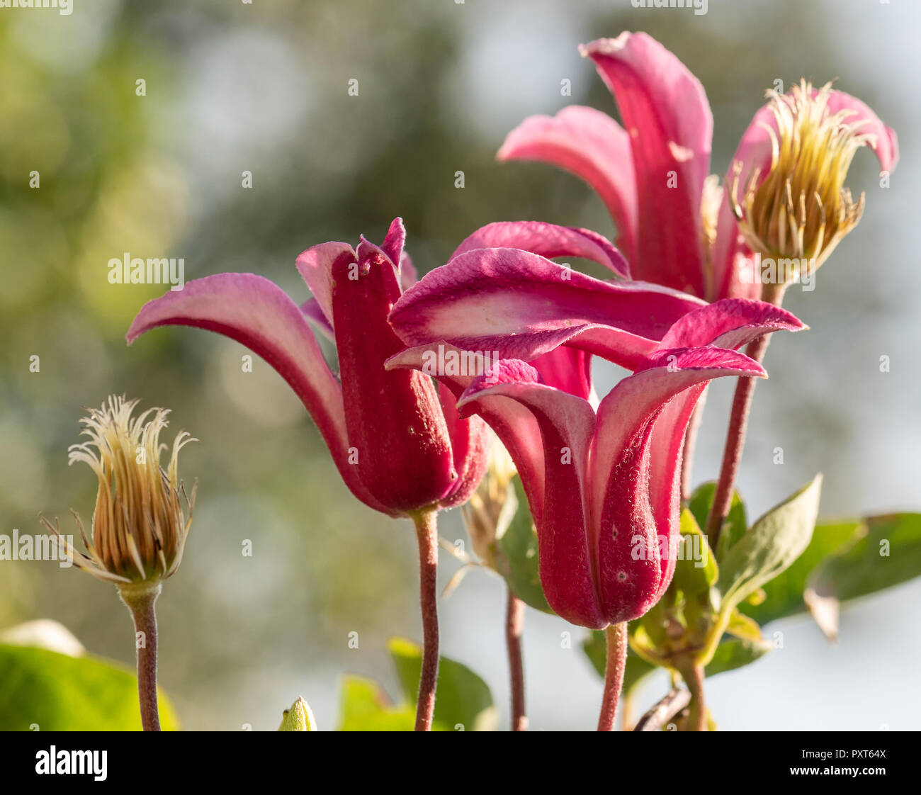 Outdoor floral color macro of a bunch of sunlit pink white clematis ...