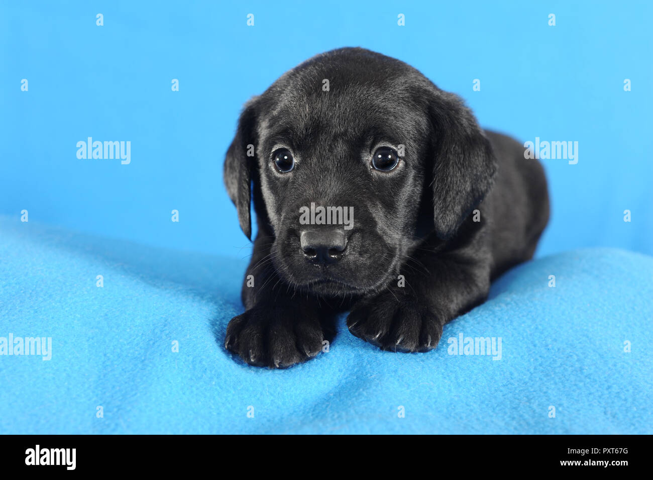 Cute black labrador retriever puppy hi-res stock photography and images ...