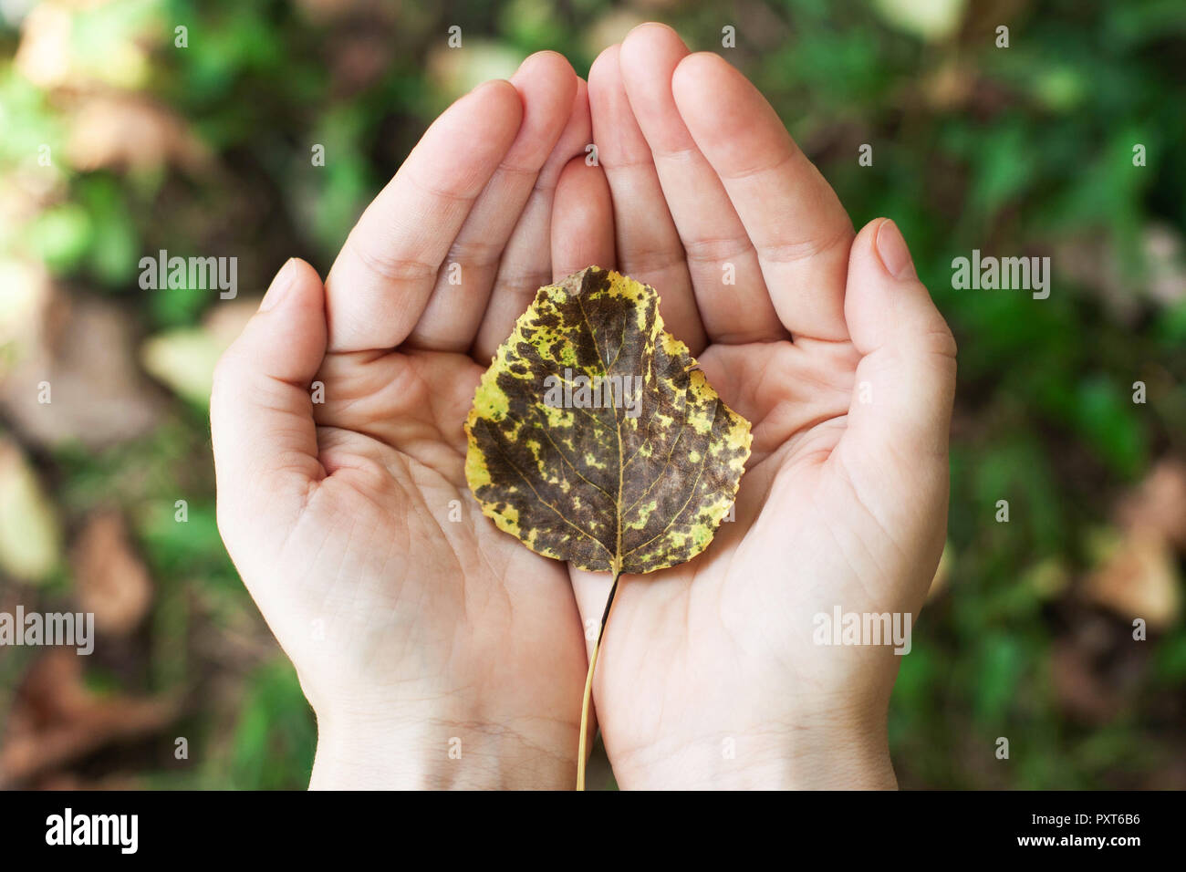 leaf with a tree in the hands, palms. Concept of nature protection ...